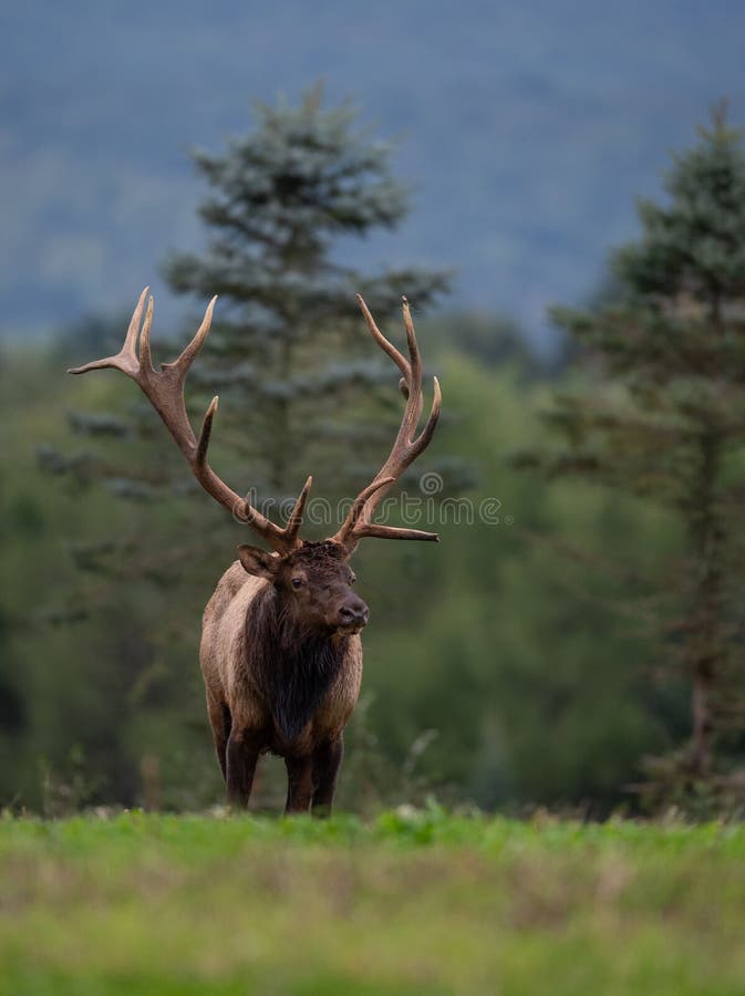 Bull Elk in the Woods stock photo. Image of eyes, chewing - 127256928