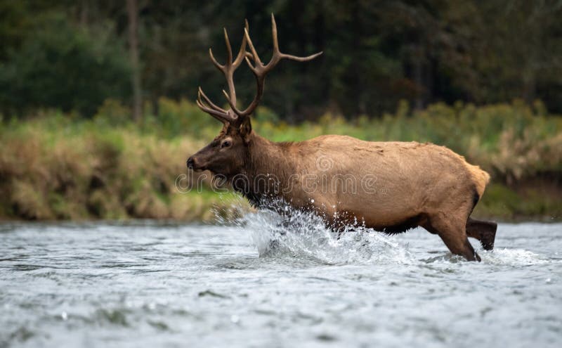 Bull Elk in the Woods stock image. Image of antlers - 127459619