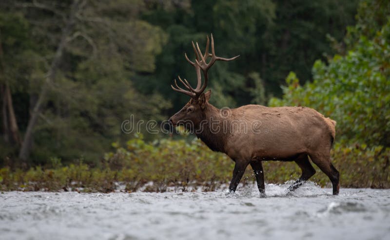 Bull Elk in the Woods stock image. Image of meadow, brown - 127643919