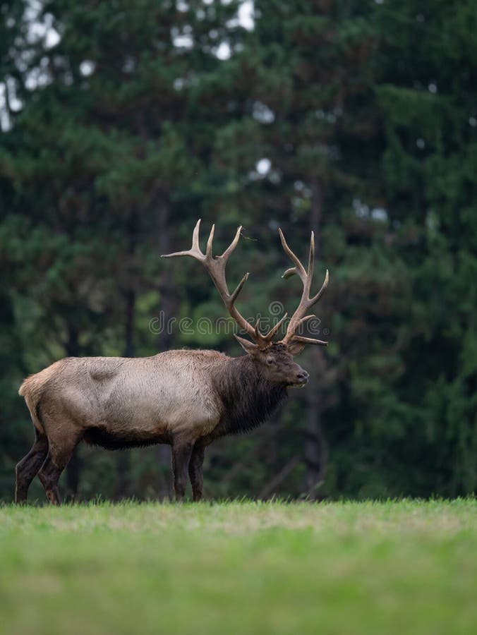 Bull Elk in the Woods stock image. Image of chewing - 127643937
