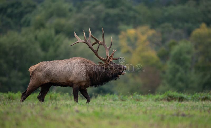 Bull Elk in the Woods stock image. Image of closeup - 127644085