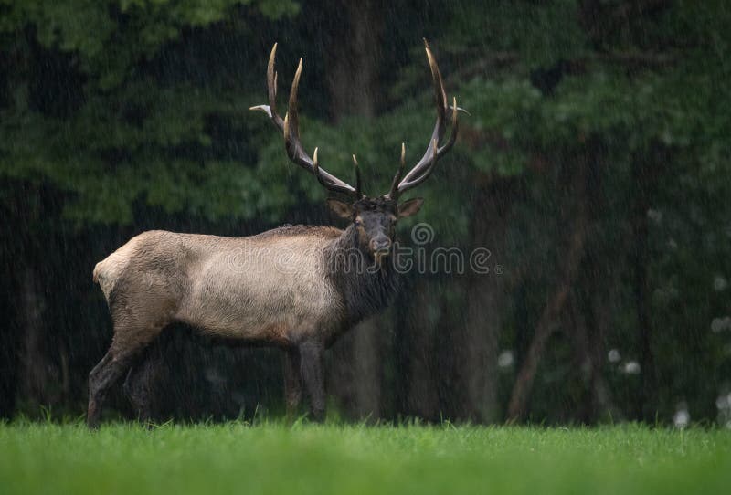Bull Elk in the Woods stock image. Image of meadow, grass - 127218699