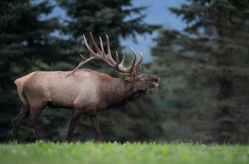 Bull Elk in the Woods stock image. Image of national - 127459461