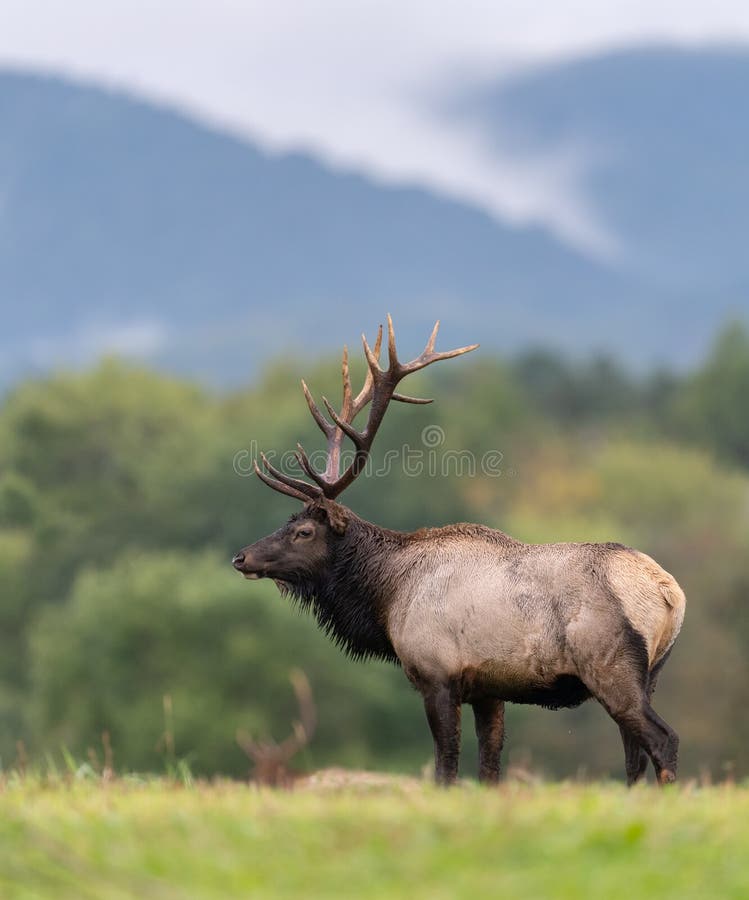 Bull Elk in the Woods stock image. Image of male, hunting - 127544037