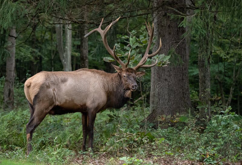 Bull Elk in the Woods stock image. Image of hunt, chewing - 128127543