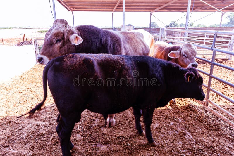 Closeup of bulls in a barn stock image. Image of male - 204025169
