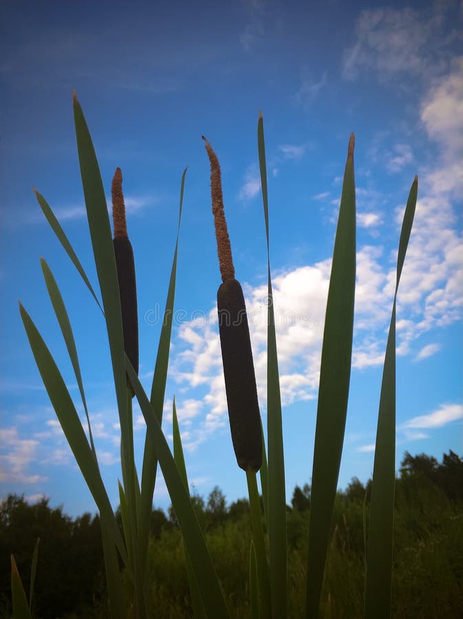 Closeup Bulrush, Cattail on Beautiful Blue Sky Background Stock Image ...
