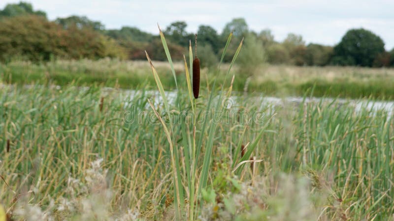 Closeup of Bulrush Growing in a Field in the Daylight with a Blurry ...