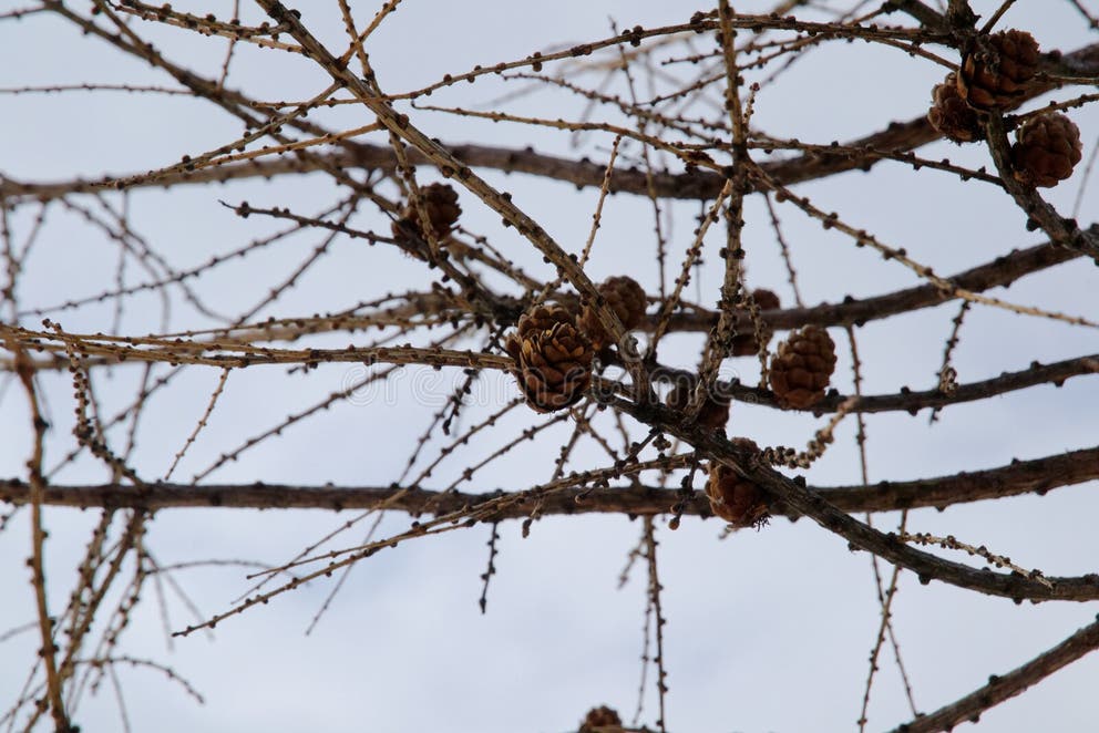 Closeup Bump on Fir Branches Stock Image - Image of forever, forest ...