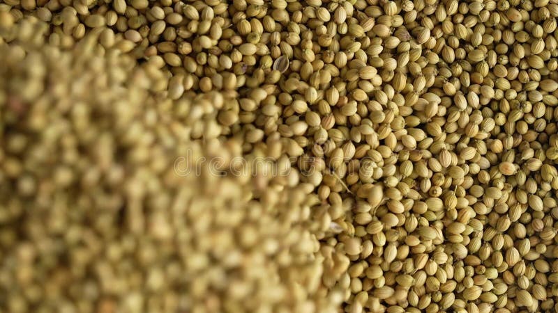 Closeup of Bunch of Dried Coriander Seeds Stock Video - Video of bunch ...