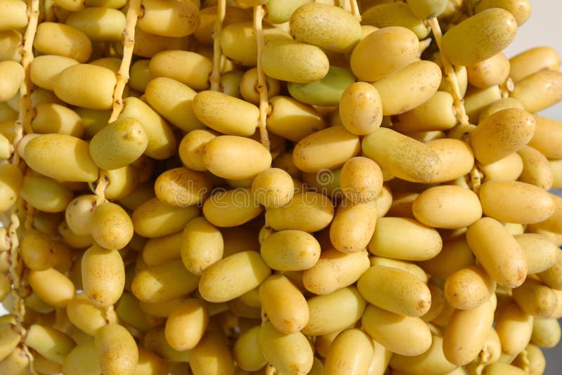Closeup Bunch of Fresh Date Palm Fruits Stock Image - Image of yellow ...