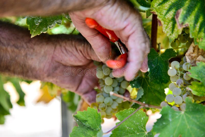 Closeup on Bunch of Grapes Being Picked from Row Stock Image - Image of ...