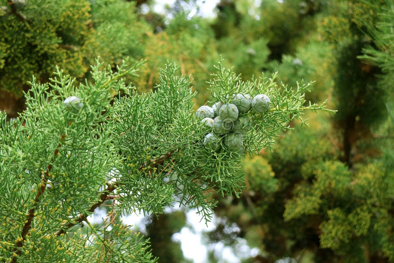 Baby pine trees stock image. Image of mountains, europe - 26219693