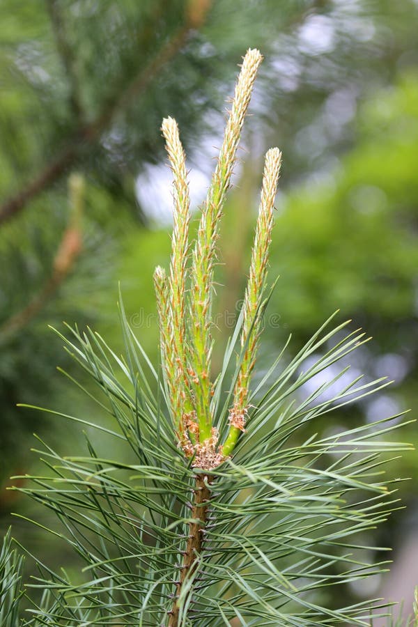 A Bunch of New Shoots on a Pine Tree Stock Image - Image of spear, leaf ...