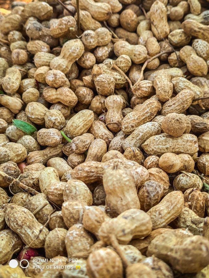 Closeup of Bunch of Peanuts Stock Image - Image of fresh, ingredient ...
