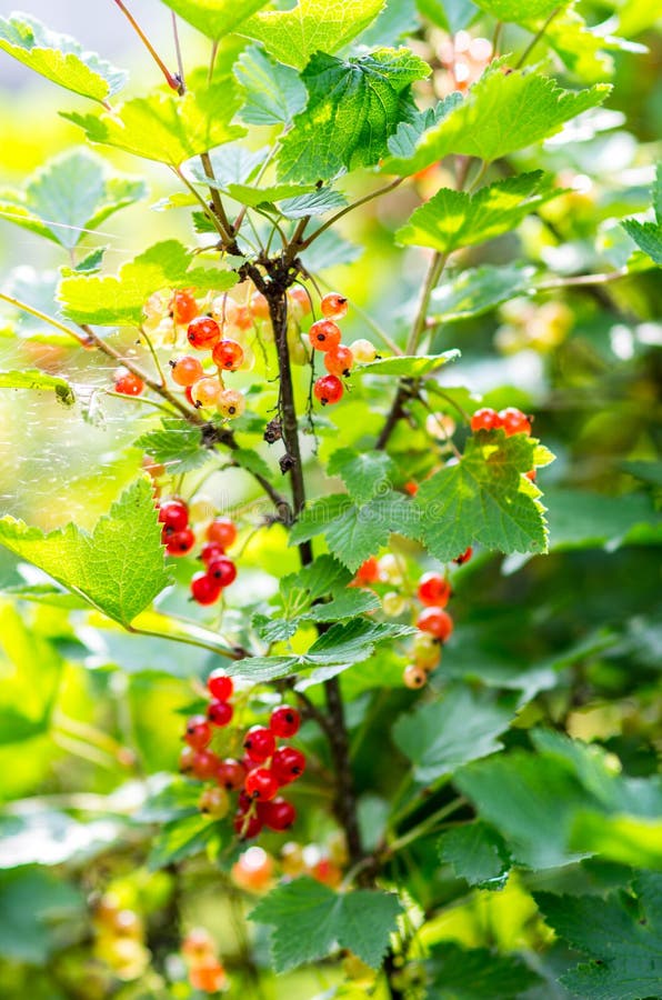 Red currant berries stock image. Image of color, juicy - 140611637