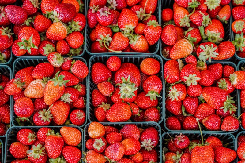 A Bunch of Strawberries Growing on a Bush with Green Leaves Stock Image ...