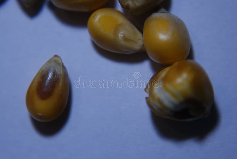 Closeup of a Bunch of Unpopped Corn Stock Image - Image of grain, corn ...