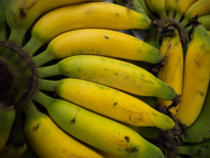 Closeup of a Bundle of Banana Stock Image - Image of natural, group ...