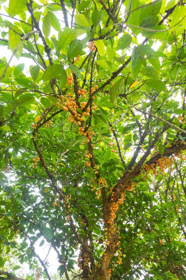 Burmese Grape on the Tree at Thailand Stock Image - Image of color ...
