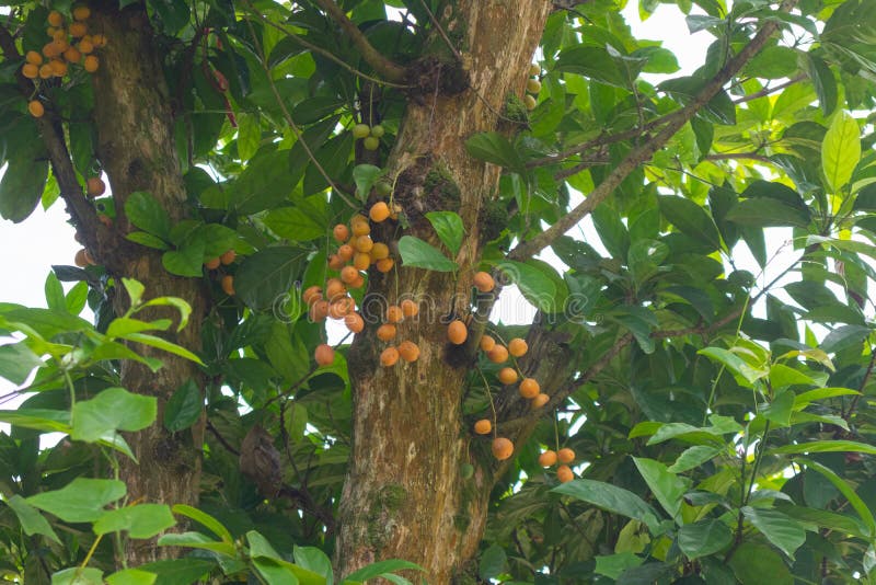 Burmese Grape on the Tree at Thailand Stock Image - Image of delicious ...