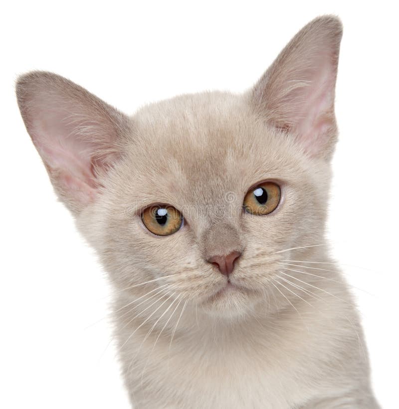Closeup of a Burmese Kitten Stock Image - Image of portrait, burmese ...