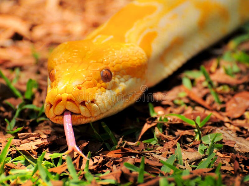 Burmese Python Snake stock image. Image of albino, black - 7395879