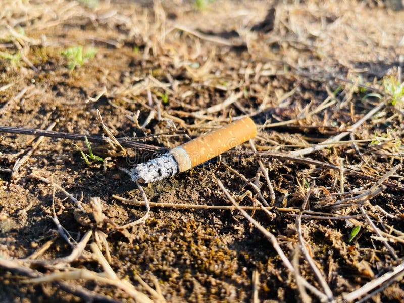 Closeup of a Burnt Cigarette Laying on a Forest Ground Stock Photo ...