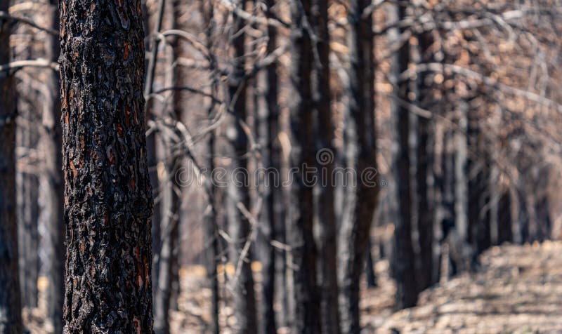Closeup of Burnt Pine Tree Trunk with Shallow Depth of Field Stock ...