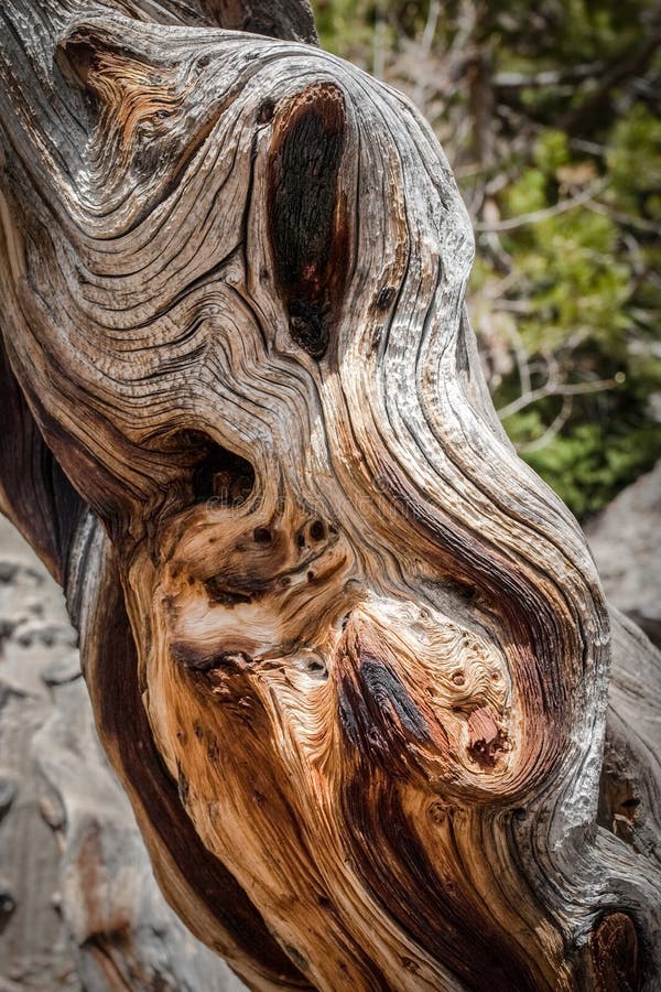 Abstract: Swirled Grain of Burnt and Weathered Log Stock Photo - Image ...