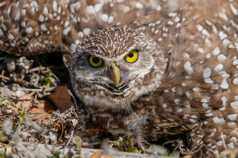Closeup of a Burrowing Owl Staring at a Camera Stock Image - Image of ...