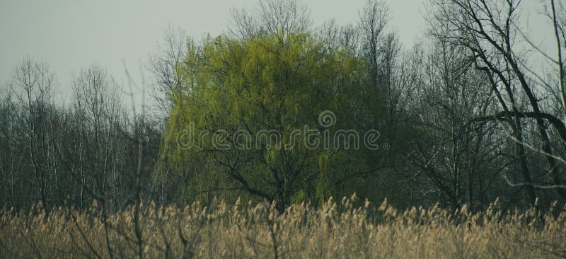 Closeup of a Bushy Tree in the Field Stock Photo - Image of forest ...