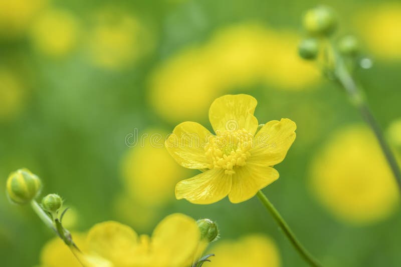 Closeup of a Buttercup Blossom (Ranunculus Acris). Stock Photo - Image ...
