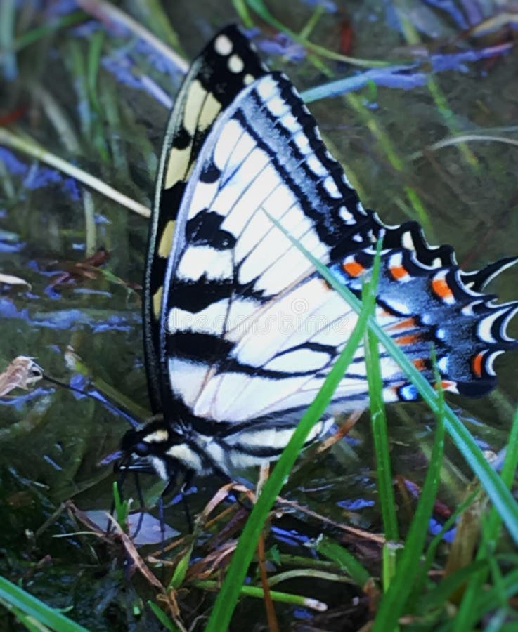 Butterflies by the water stock image. Image of flying - 40719325