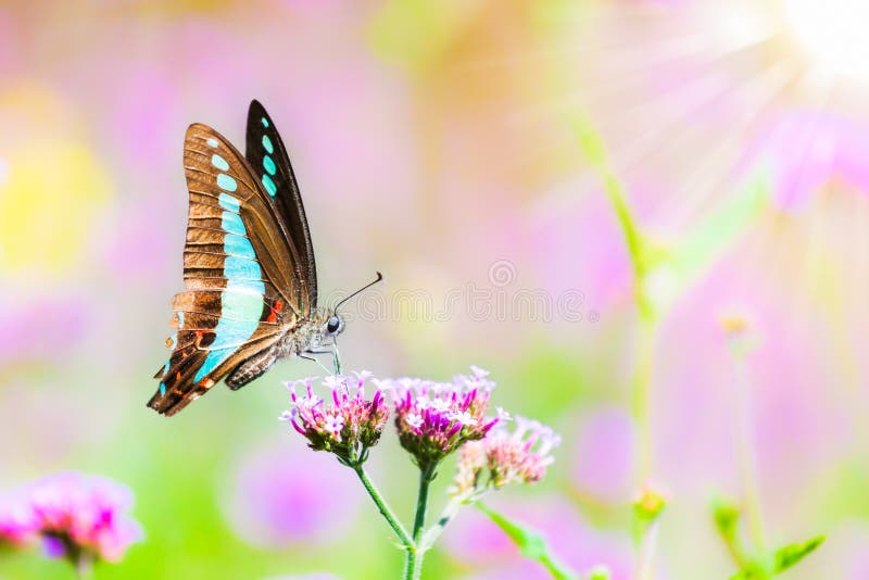Closeup Butterfly on Flower with Sunlight, the Common Bluebottle Stock ...