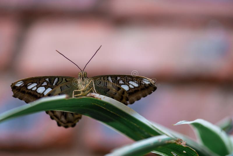 Butterfly on Camera stock image. Image of aperture, happiness - 30218293