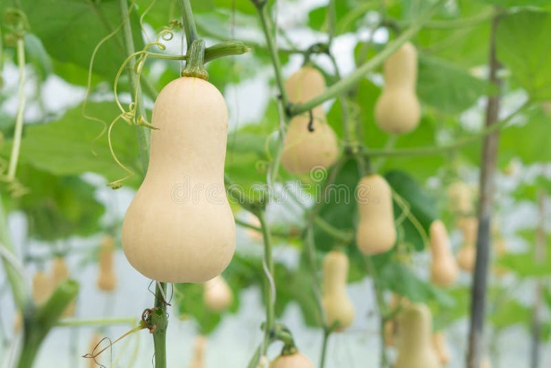 Opo squash tree stock image. Image of healthy, gourd - 33423327