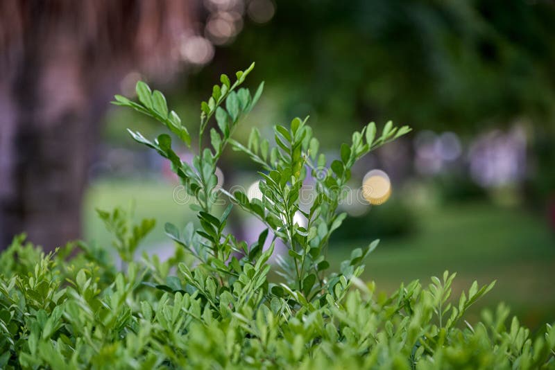 Closeup of Buxus Sempervirens, the Common Box. Stock Image - Image of ...
