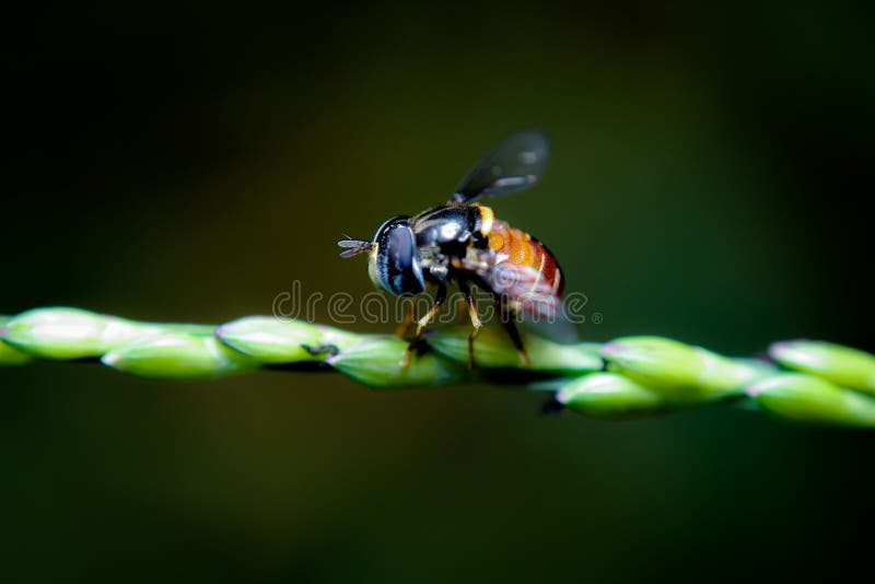 Closeup of a Buzzing Insect Standing on a Green Grass Stock Photo ...
