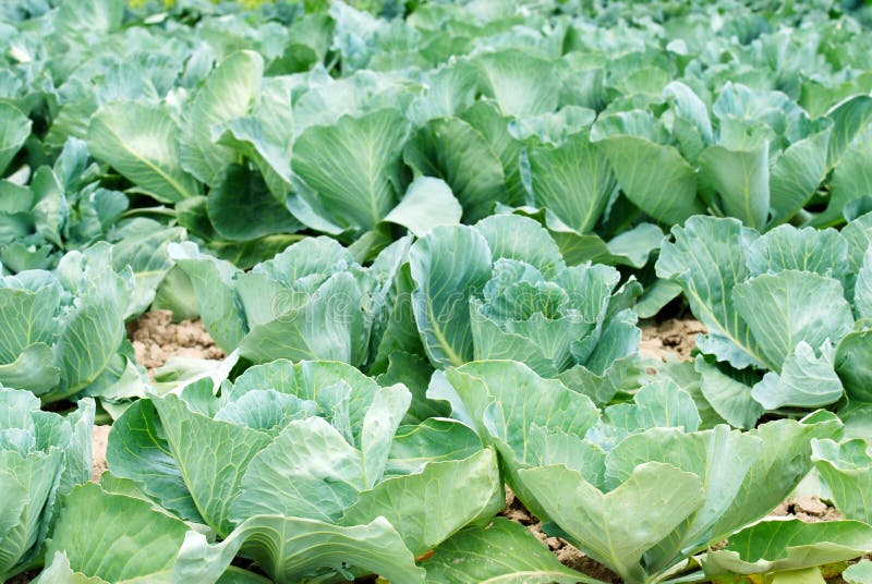 Cabbage Field in the Morning and Sunrise at Monjam Mountain , Ch Stock ...