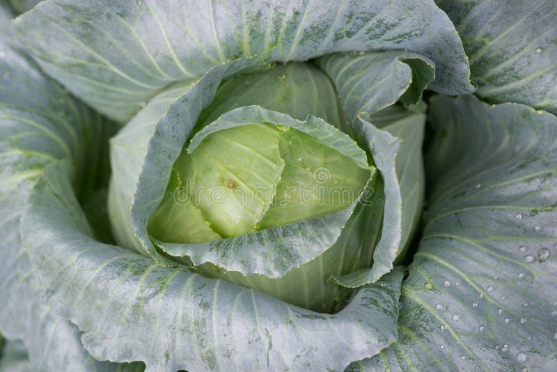 Closeup cabbage stock photo. Image of chiangmai, vegetarian - 79014888