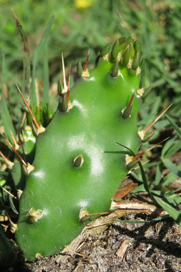 Closeup of Cactus in Florida Forest Stock Image - Image of nature ...