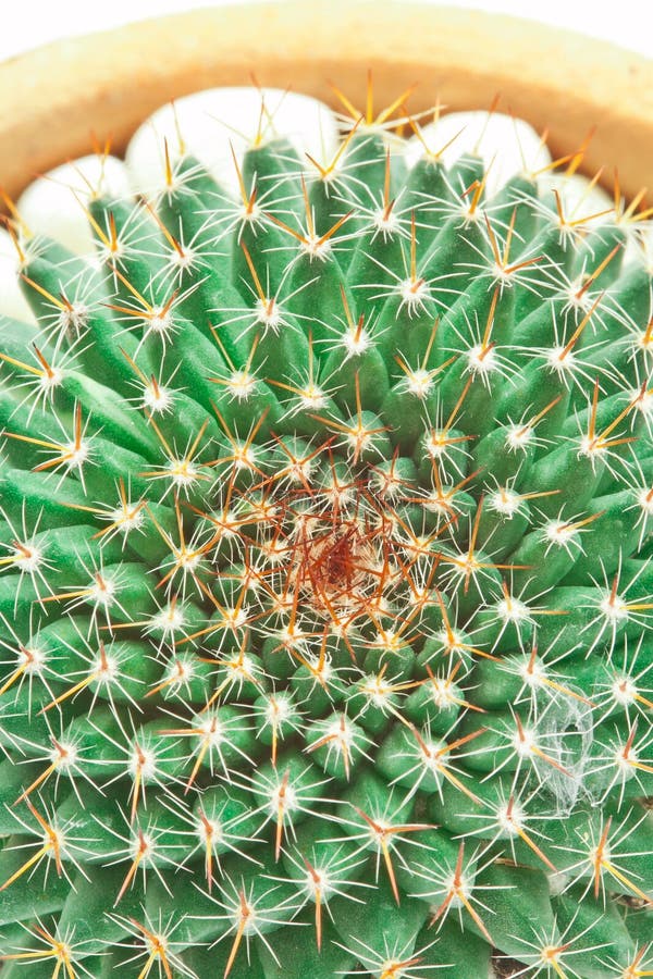 Closeup cactus stock image. Image of pattern, cactus - 60189329