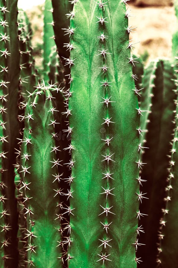 Organic Cactus Texture and Background in Green Color Stock Photo ...