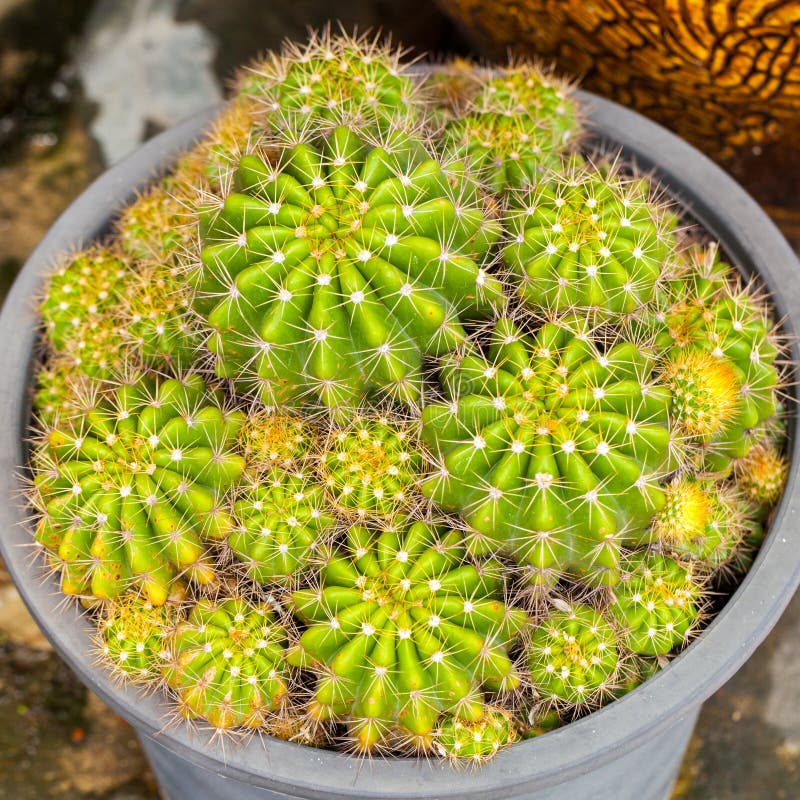 Closeup Cactus Plant in Botanical Garden Stock Photo - Image of natural ...