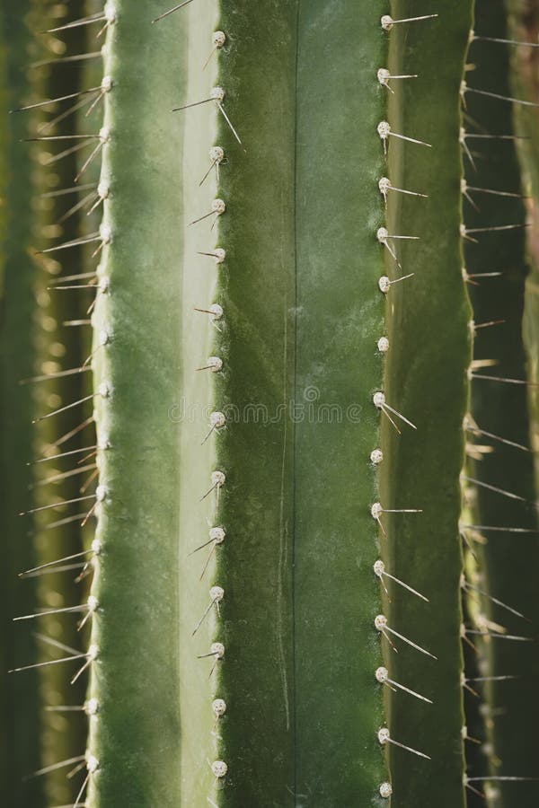Closeup of Cactus Spines, Nature Background Stock Photo - Image of ...