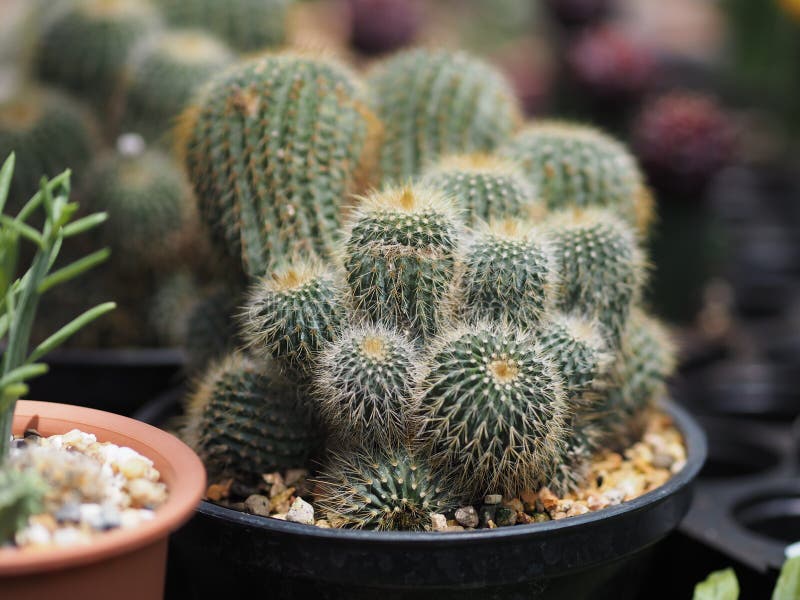 Cactus Tree Green Trunk Has Sharp Spikes Around Blooming in Plastic ...