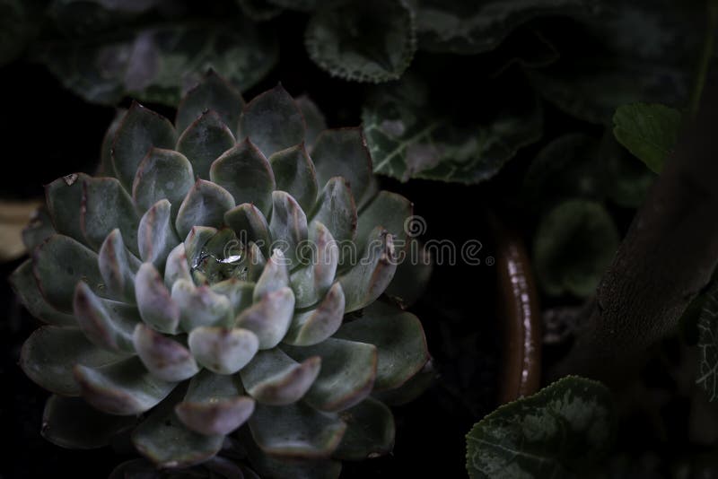 Closeup of a Cactus with Water Inside Stock Photo - Image of landscape ...