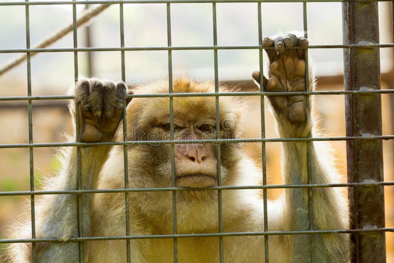 Closeup of Caged Monkey with Sad Looking Stock Image - Image of look ...