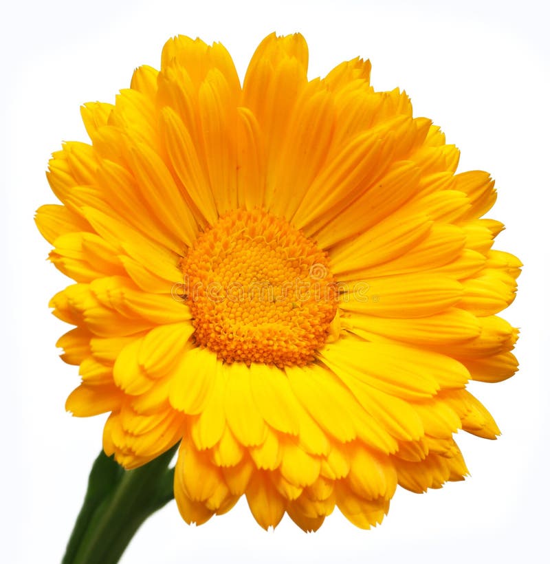 Closeup of calendula stock image. Image of marigold, flowers - 64624475